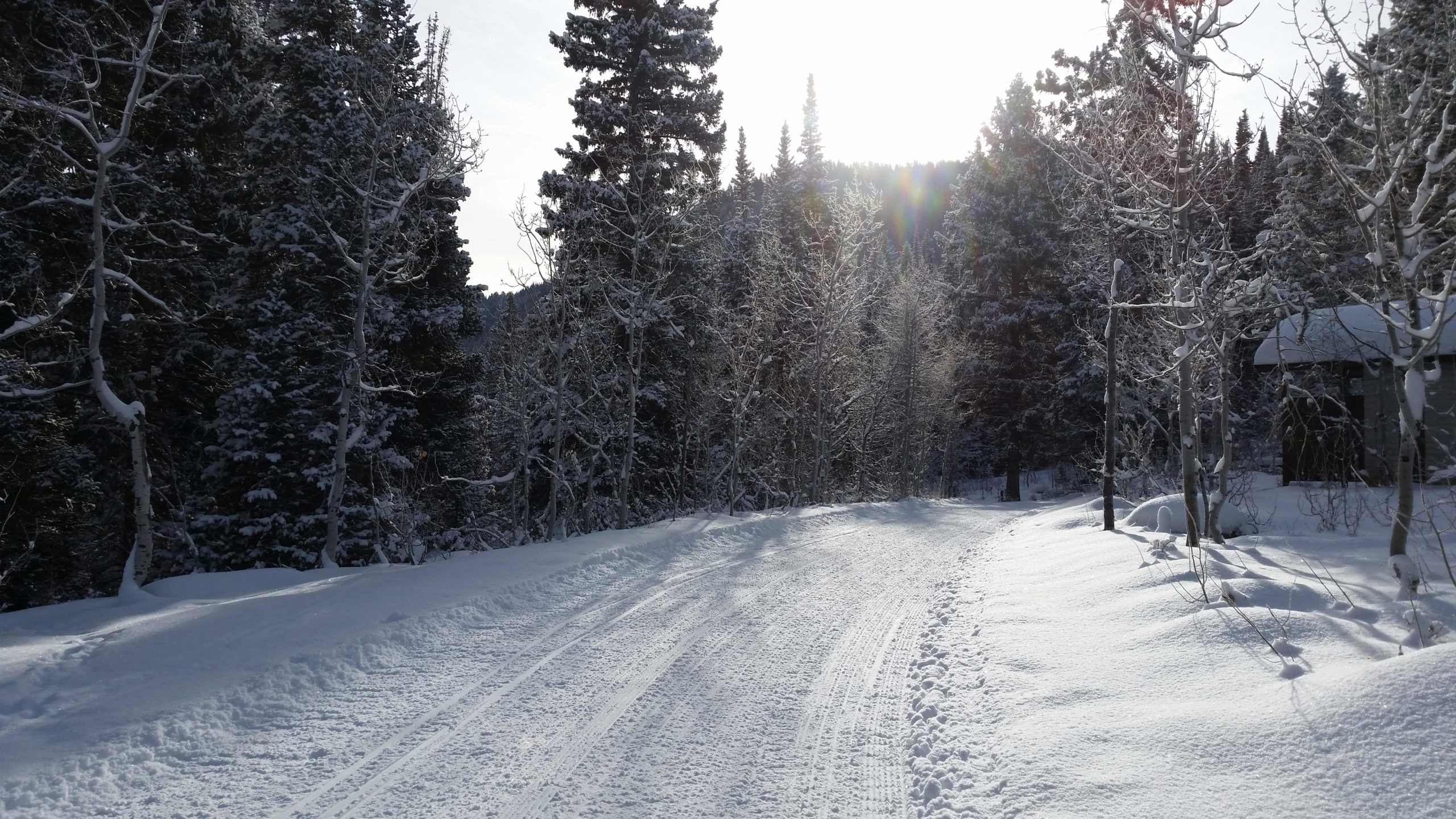 Spruces - The Utah Nordic Alliance